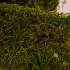 Roll of Faux Moss Crafter's Ribbon - Enchanted Forest Party Supplies ...